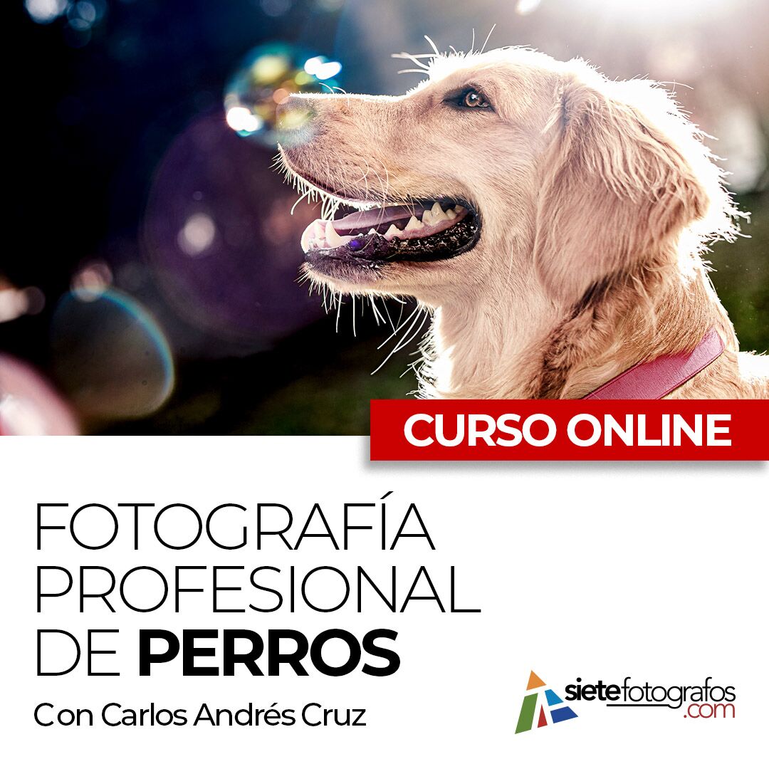 Fotografía para principiantes | El ISO: ¿qué es y cómo funciona?